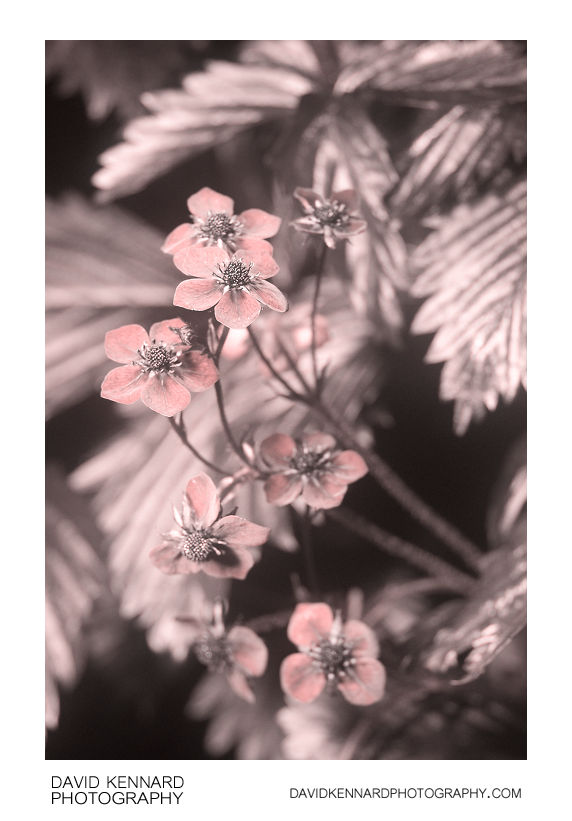 Wild Strawberry (Fragaria vesca) flowers [UV] · David Kennard Photography